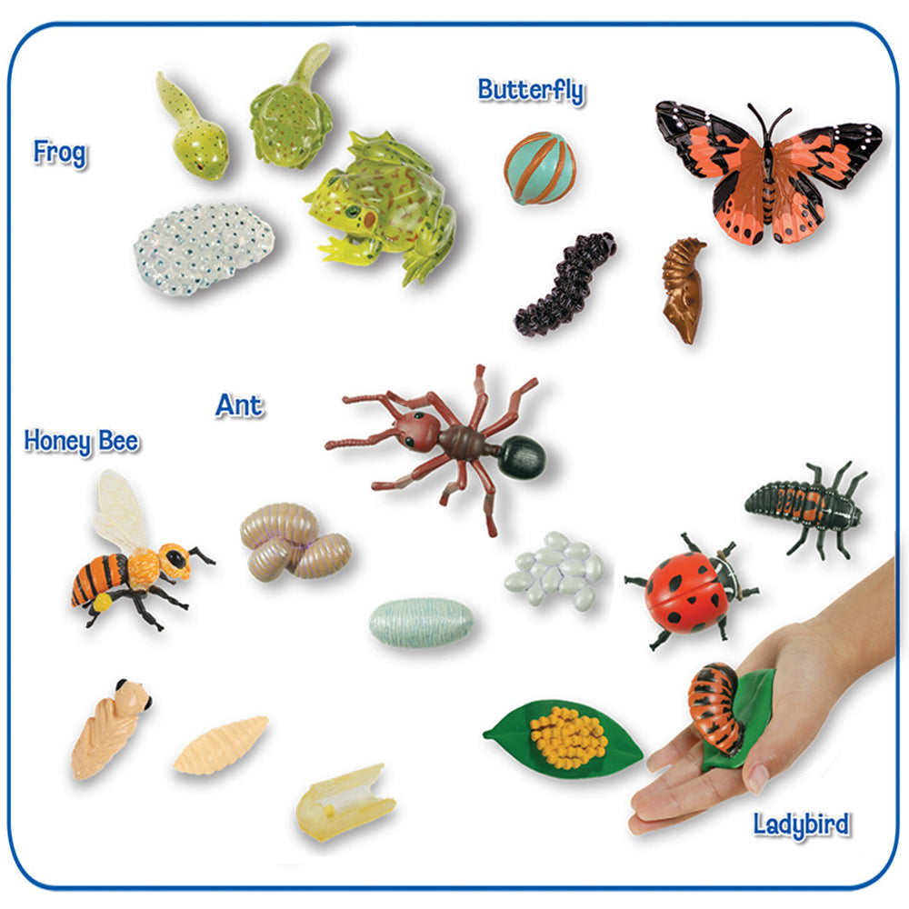 Life Cycle Stages & Learning - Insect Lore Europe