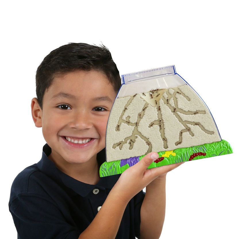 Ant Hill™ with Live Ants: Fun STEM Learning Kit - Insect Lore Europe
