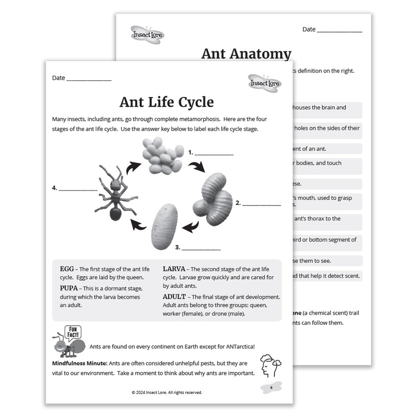 My Ant Observation Journal (Ages 7-10) - Insect Lore Europe