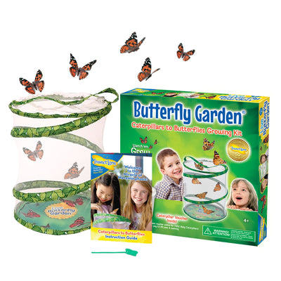 Butterfly Growing Kits | Butterflies | Caterpillars - Insect Lore Europe