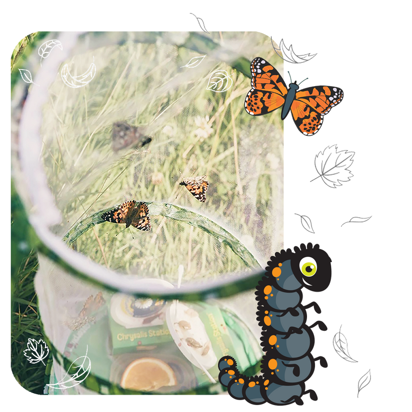 Insect Lore Europe