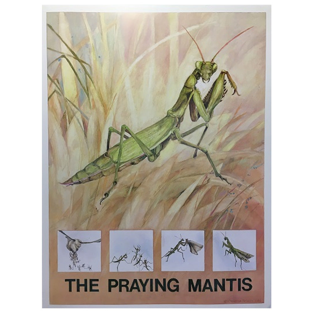 Praying Mantis Poster - Insect Lore Europe