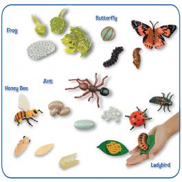 Life Cycle Stages Figurines Collection | Insect Lore
