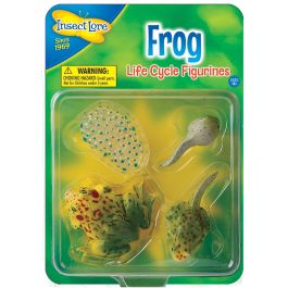 Frog Life Cycle Stages | Insect Lore