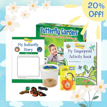 Butterfly Growing Kits | Caterpillars | Insect Lore
