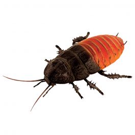 Cockroach Diet - to feed 5 roaches | Insect Lore