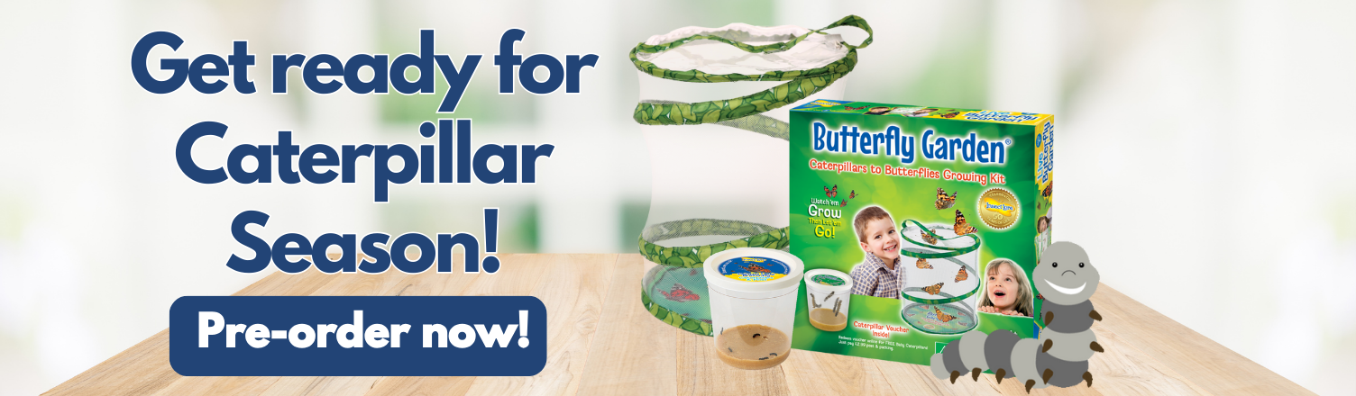 Butterflies, Caterpillars, Insects & More | Home | Insect Lore