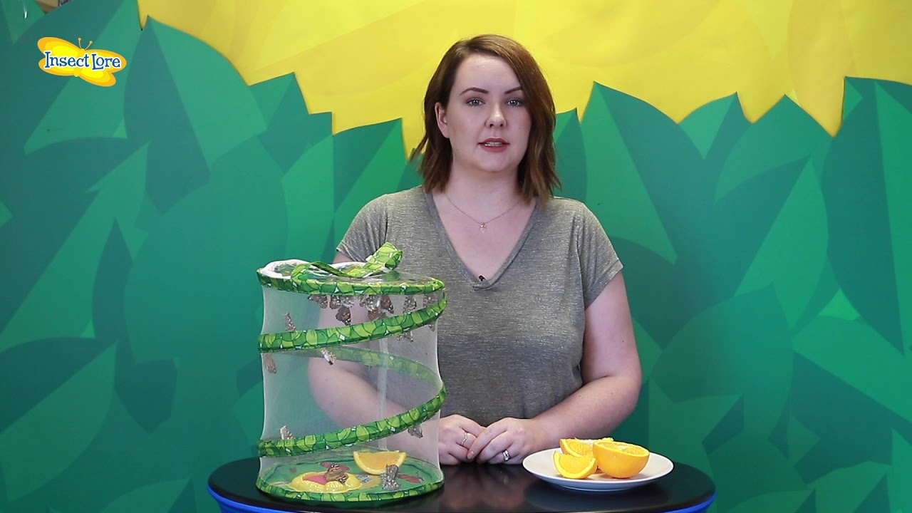 Insect Kit Information | Insect Lore